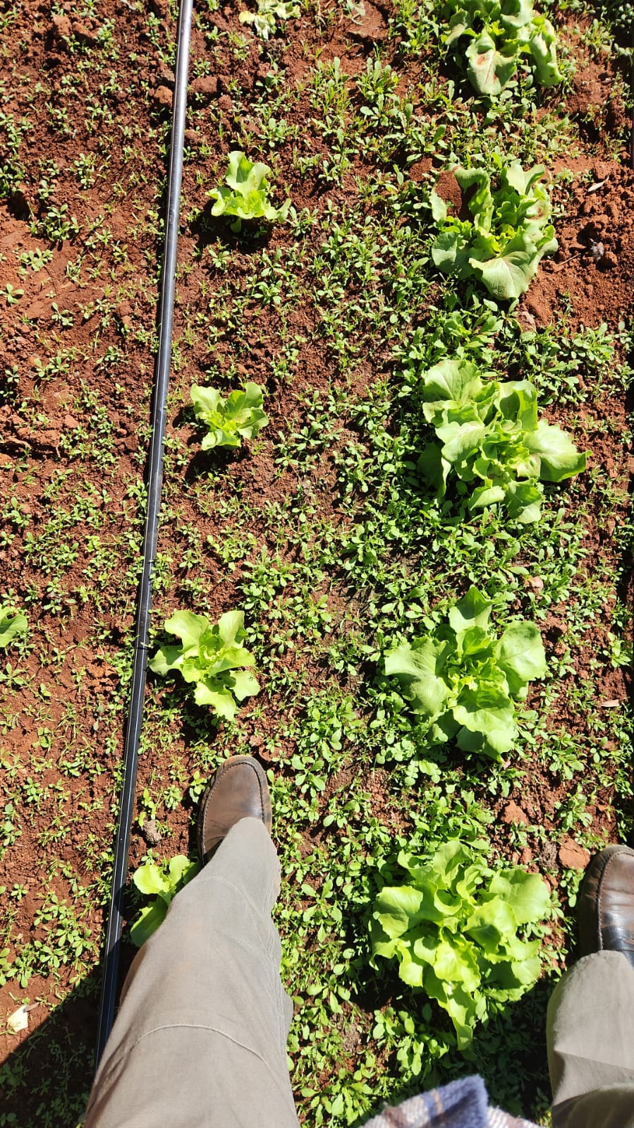 Weed Detection Object Detection Dataset And Pre Trained Model By Abdrafay