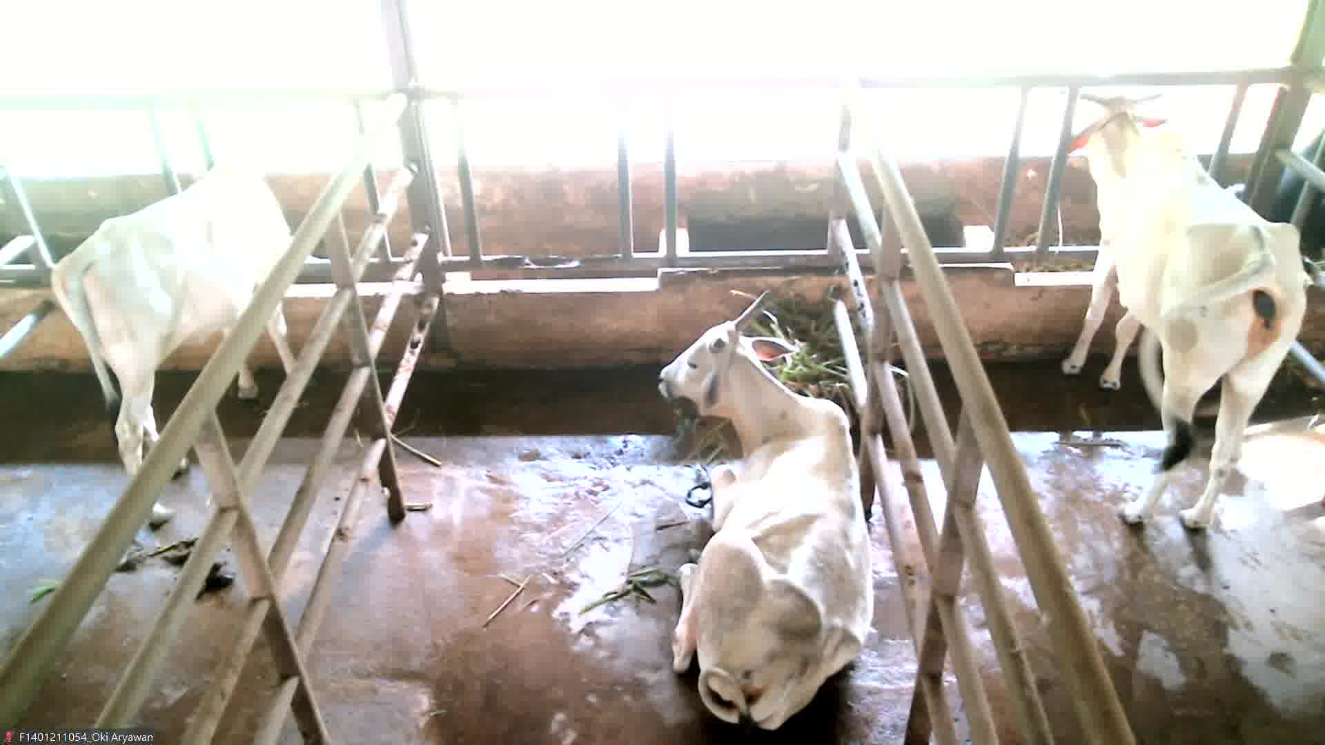 new-cattle Object Detection Dataset and Pre-Trained Model by PKM KC 2022