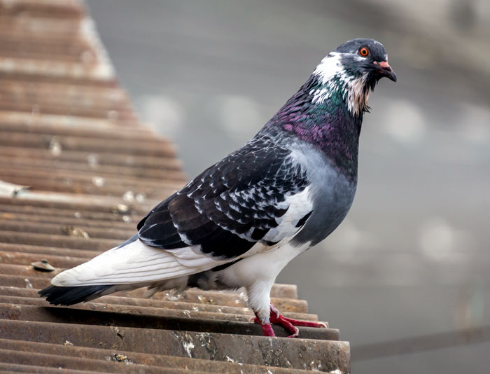 people Object Detection Dataset by dftdataset