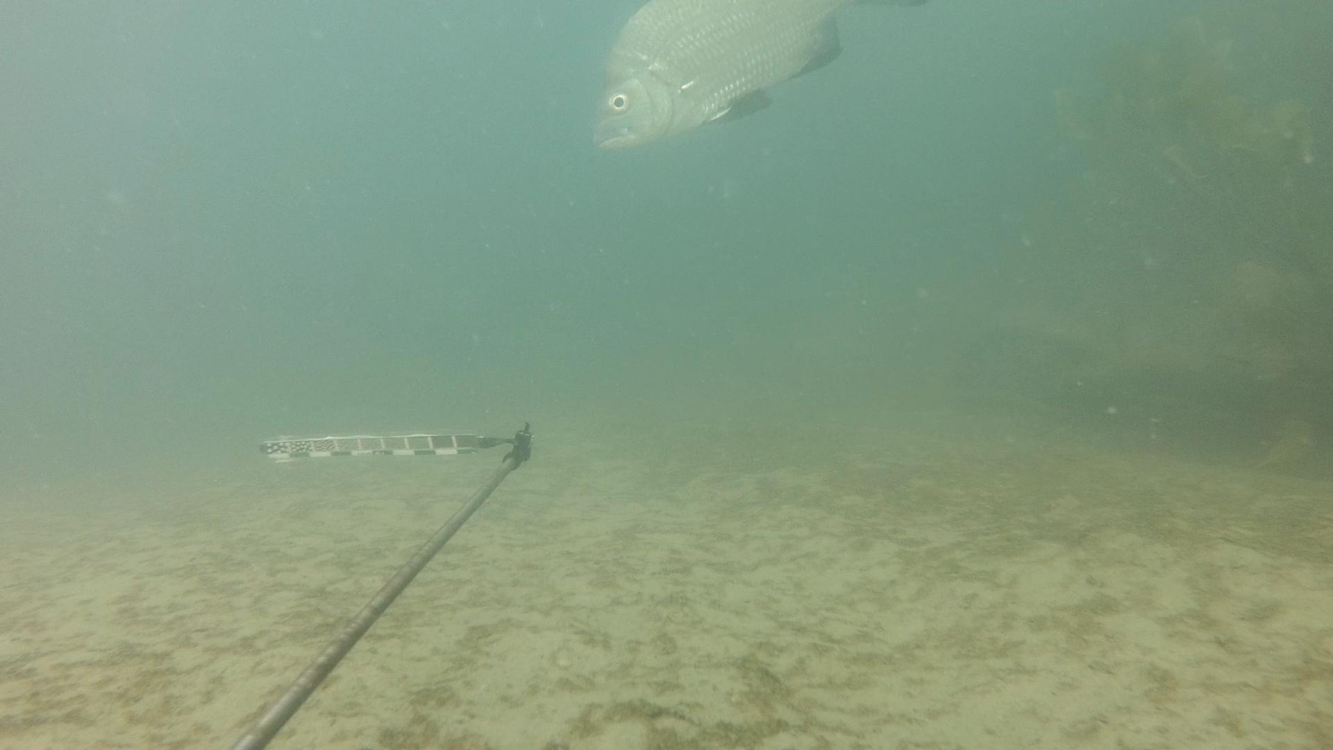 Fish_Annotation_2 Object Detection Dataset by FishSpecies