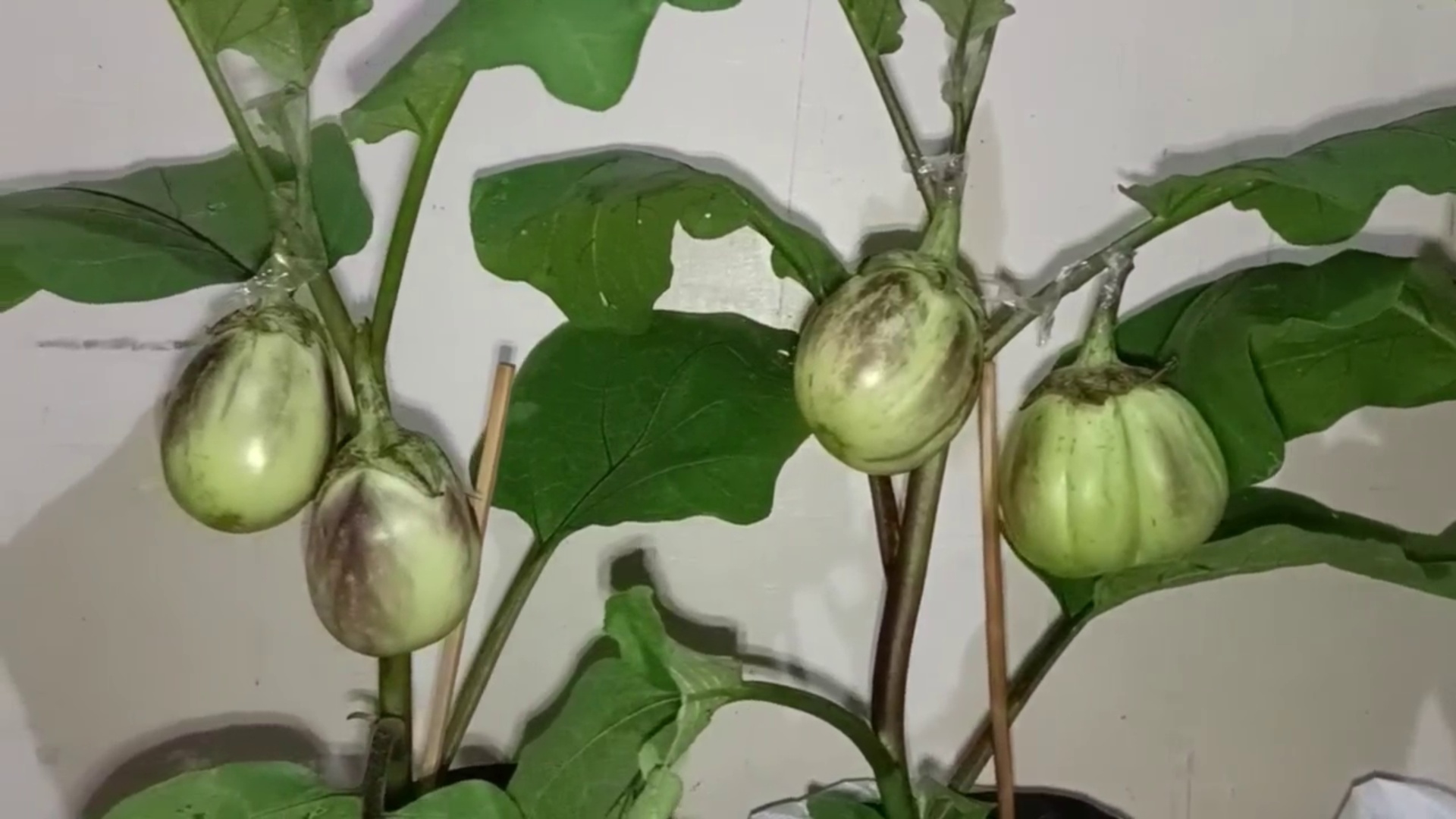 Plant Pest Object Detection Dataset By Skin Diseases