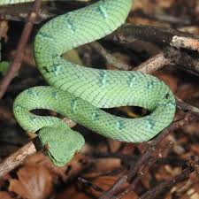 Snakes Object Detection Dataset and Pre-Trained Model by Skin diseases