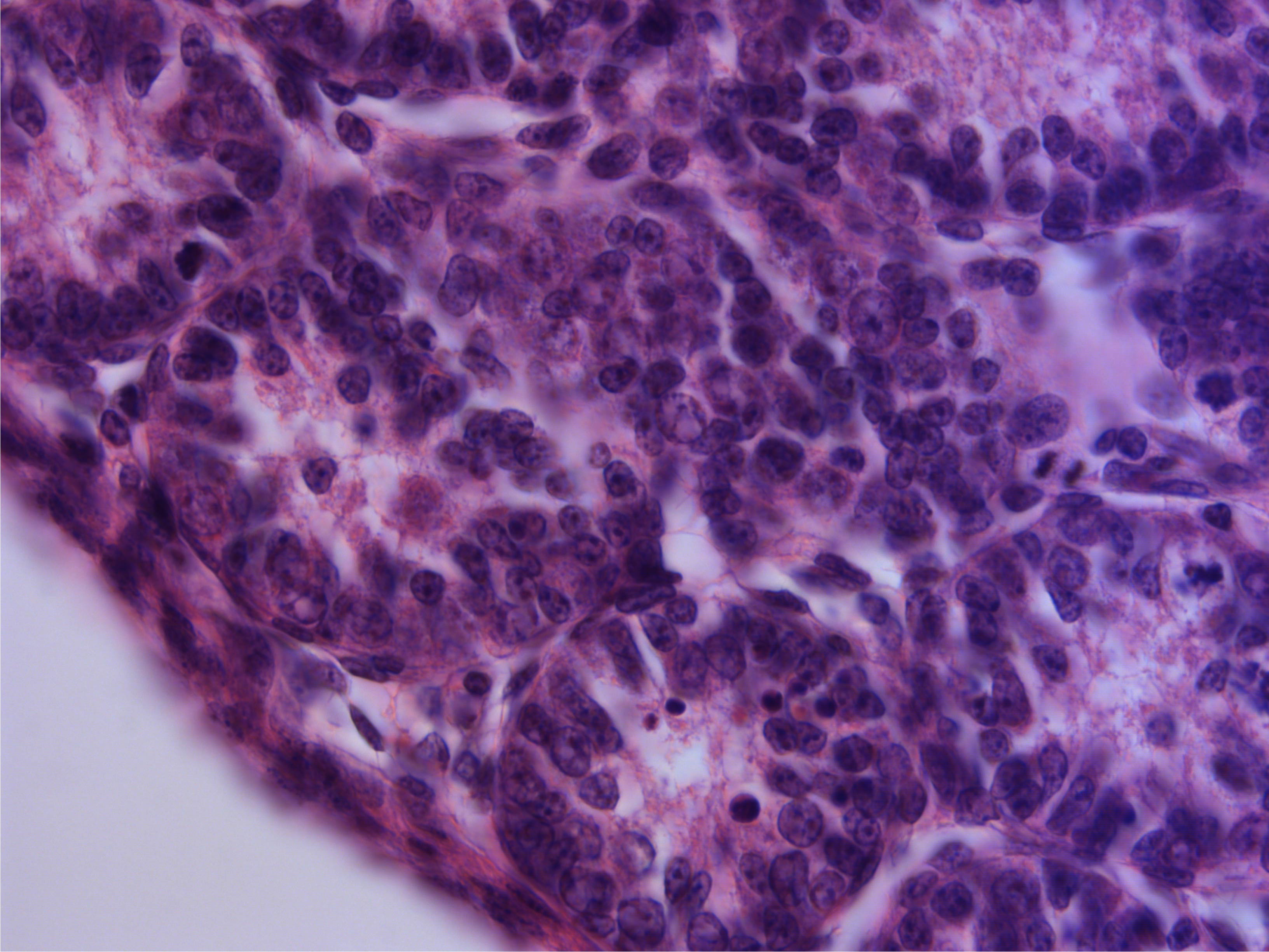 SKH_2 Object Detection Dataset by Raok