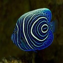 Emperor Angelfish Classification Dataset by Fish Detection