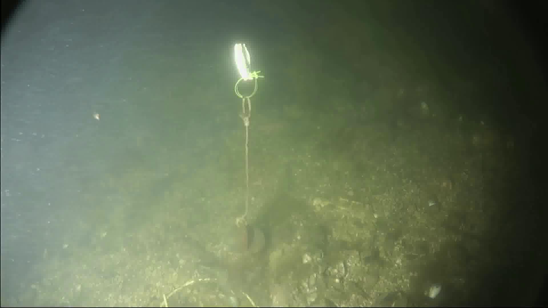 Object Detection Object Detection Dataset And Pre Trained Model By Underwater Object Detection