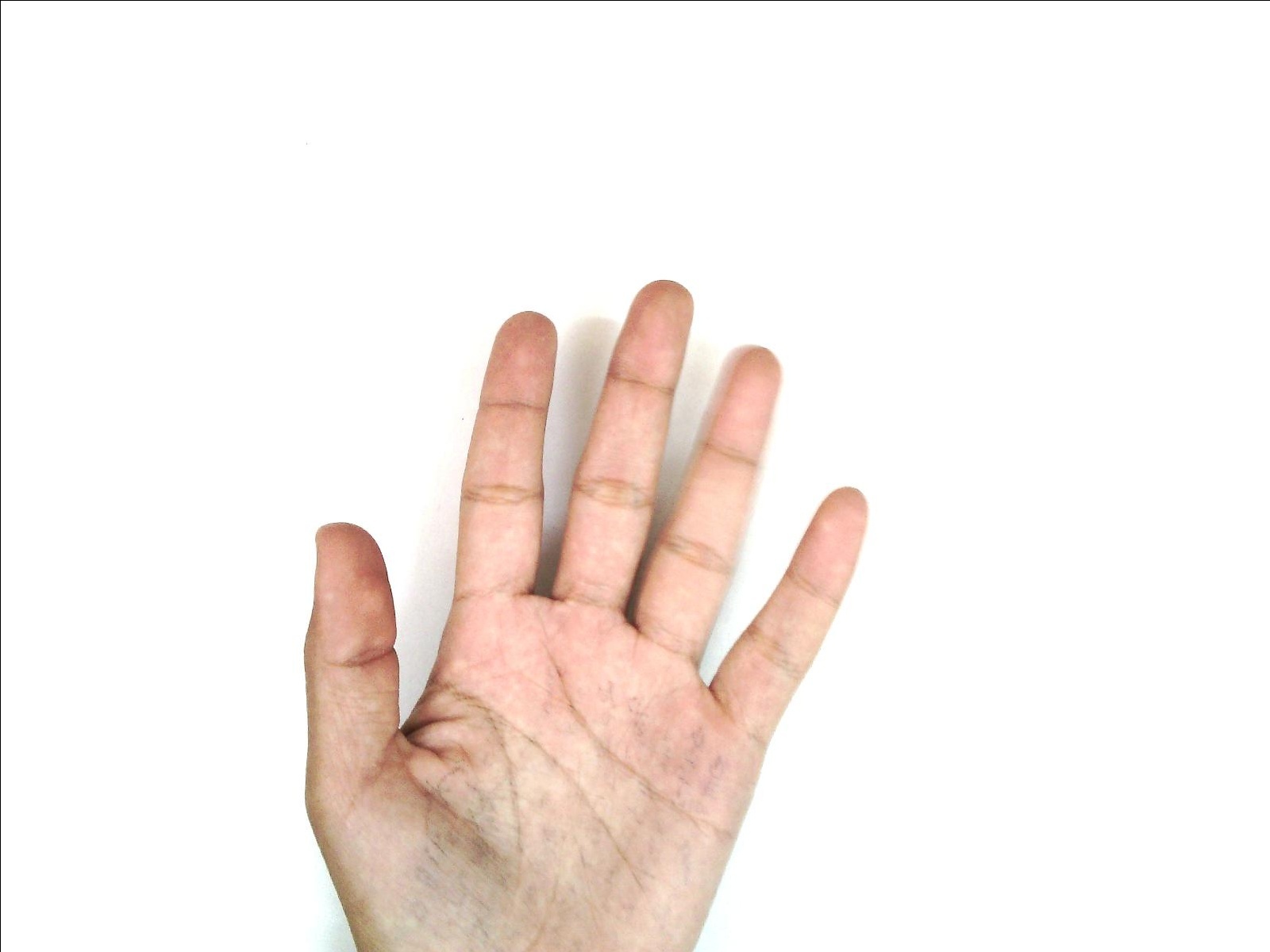 Palm Lines Instance Segmentation Dataset by PalmLineReading