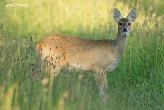 mag-boar-deer Object Detection Dataset by ic