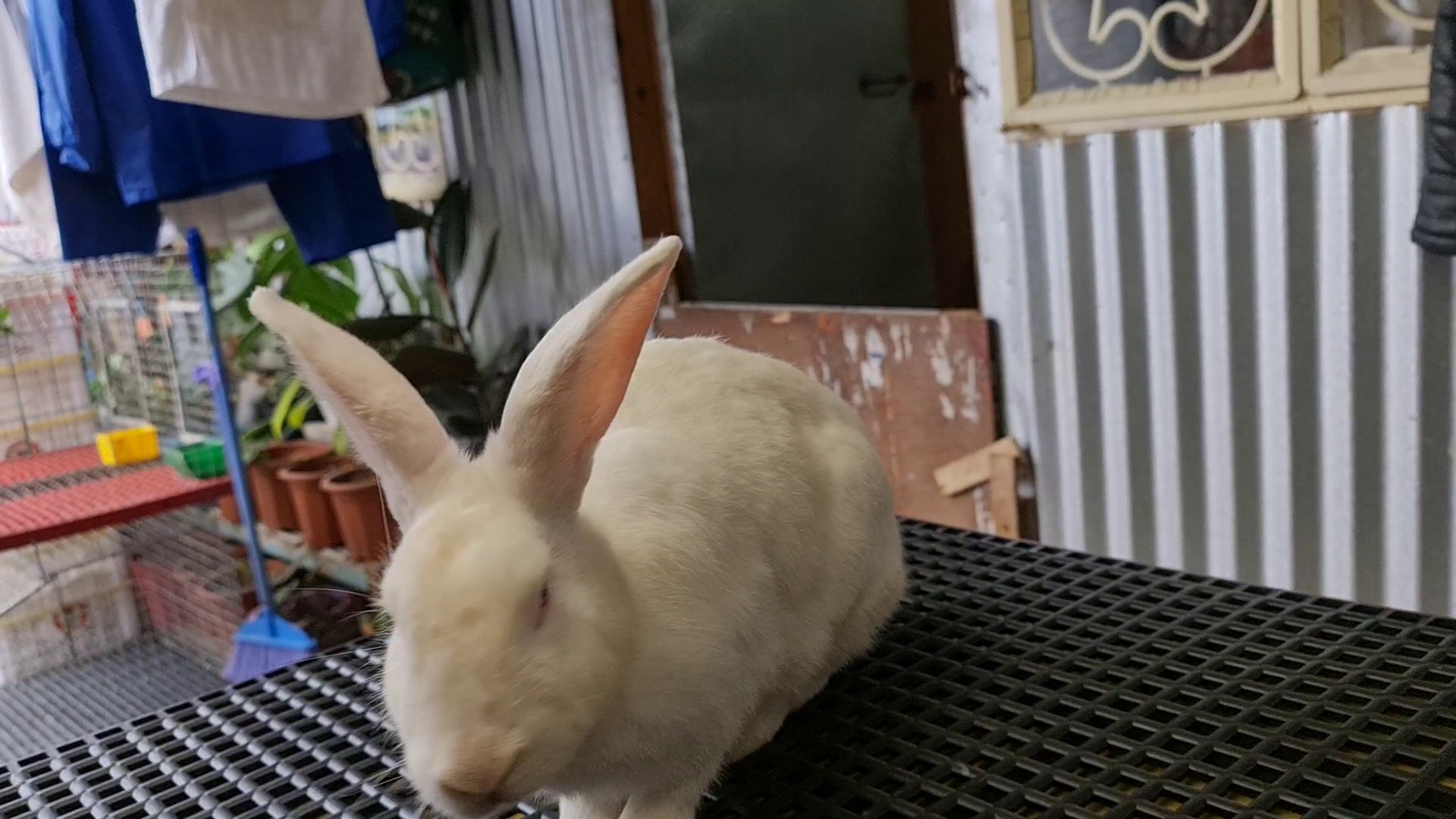 Rabbit Breeds Object Detection Model by TeamPd