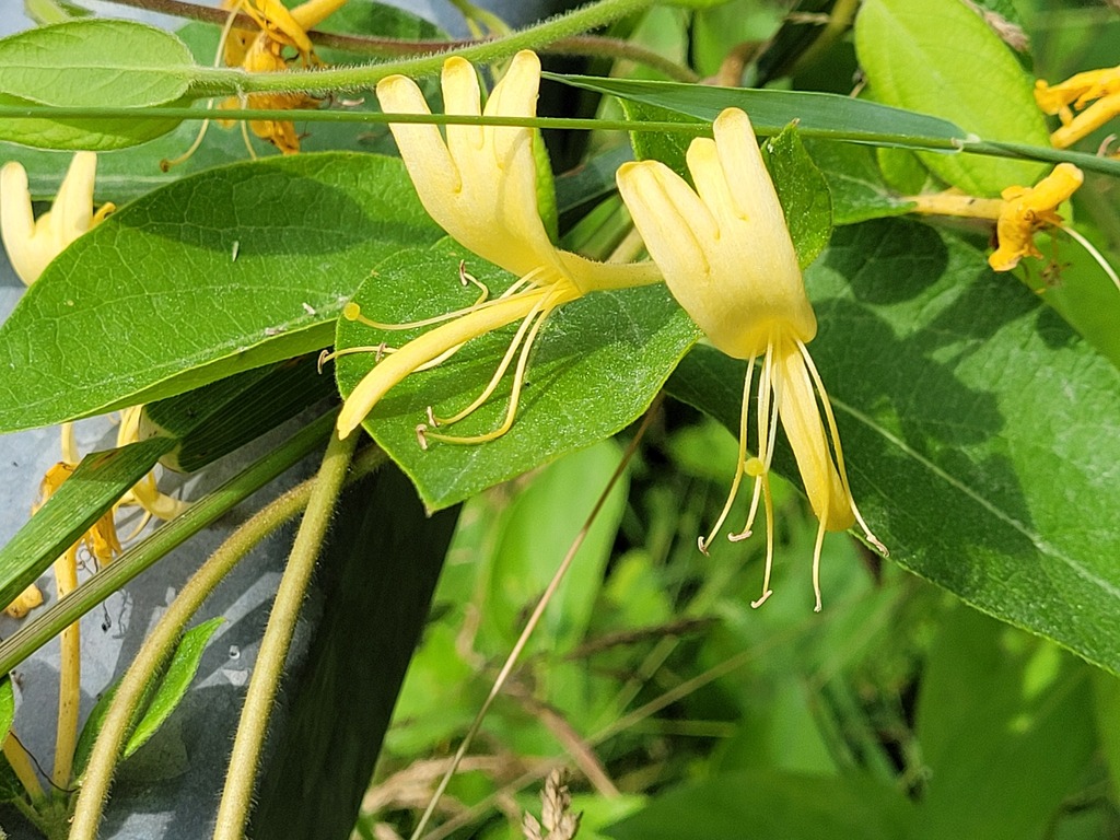 Honeysuckle Model v2 - Roboflow Universe