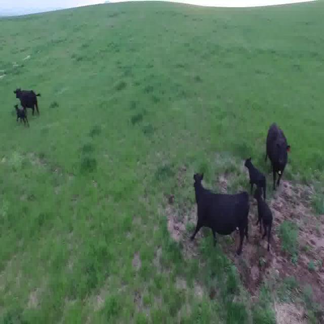 TCC LAMF 4 Object Detection Dataset by LAMF