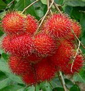 Rambutan detection Instance Segmentation Dataset by Prajitha