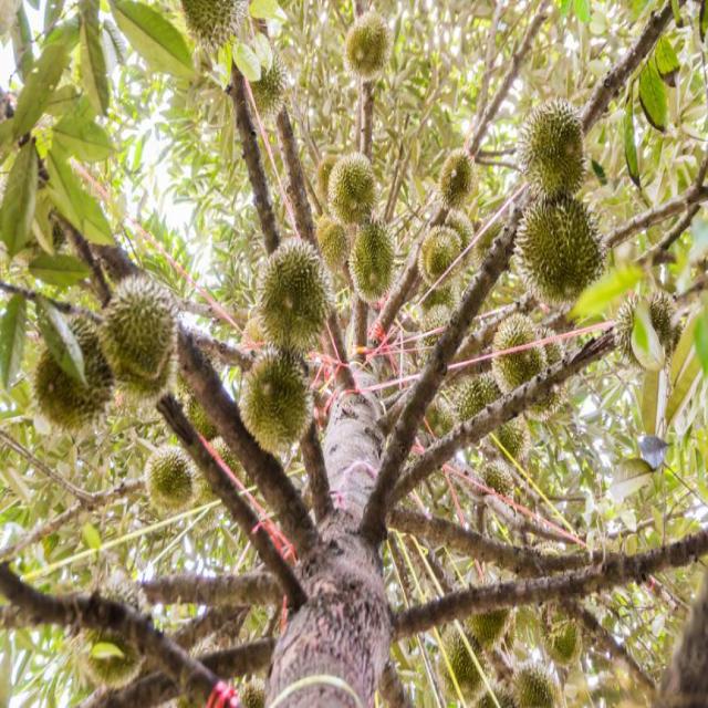 Fruit Detect Test Object Detection Dataset By Durico2