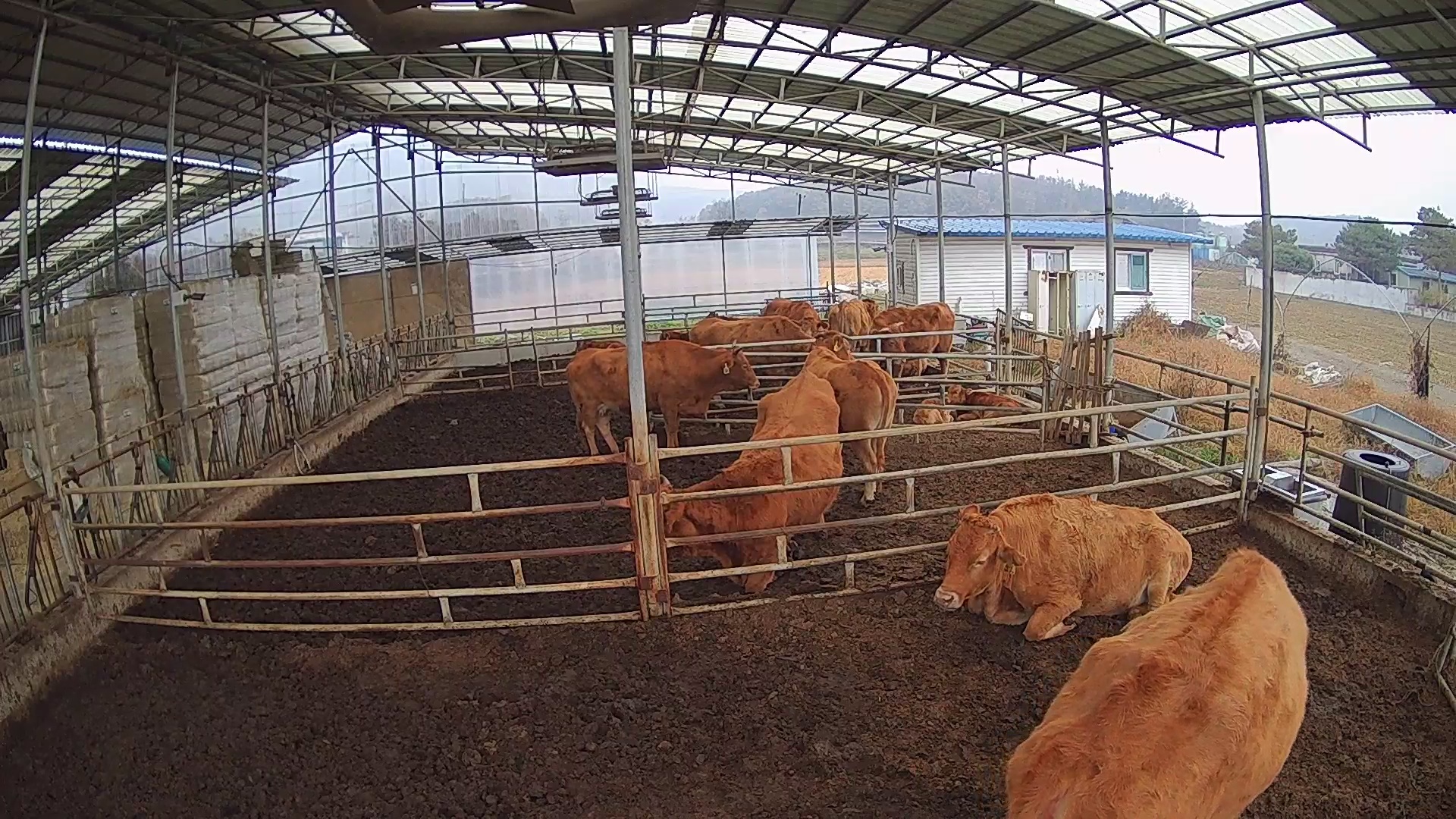 cow n pig Object Detection Dataset by animals