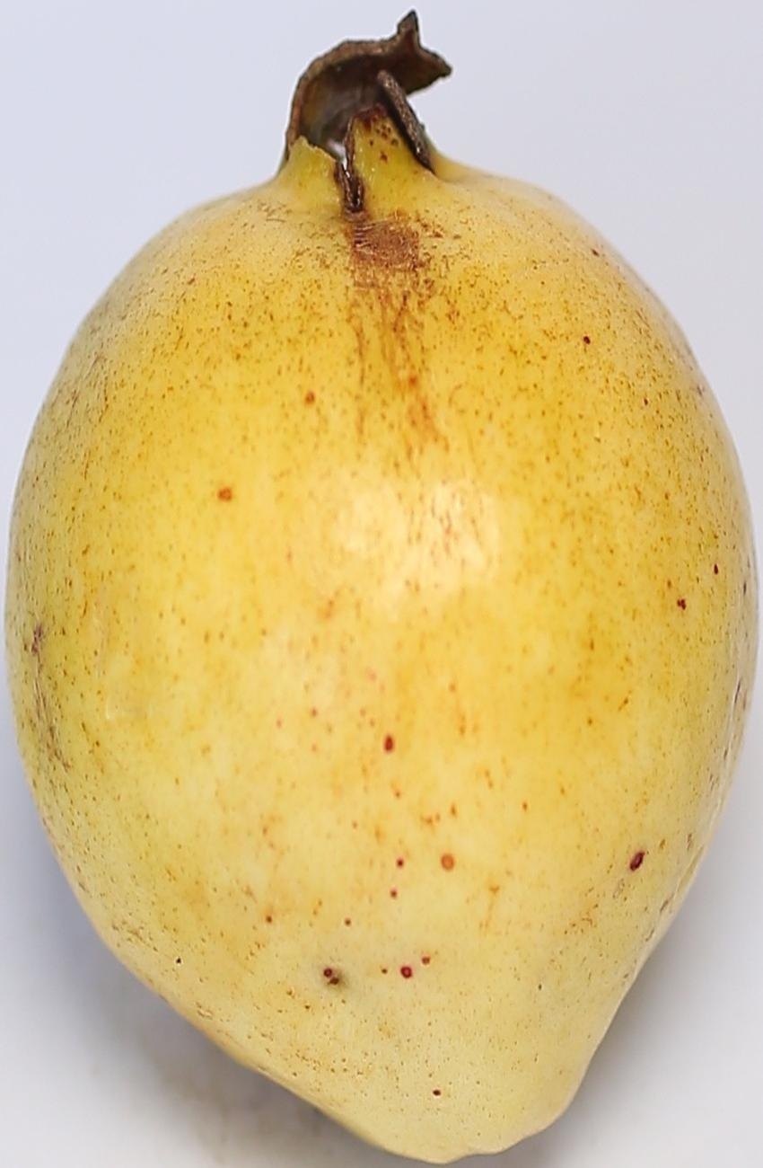 Guava Object Detection Model by Chitralada School