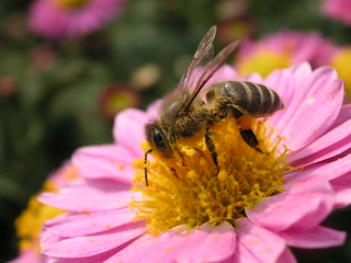 How to Use the Bee Detector Object Detection API