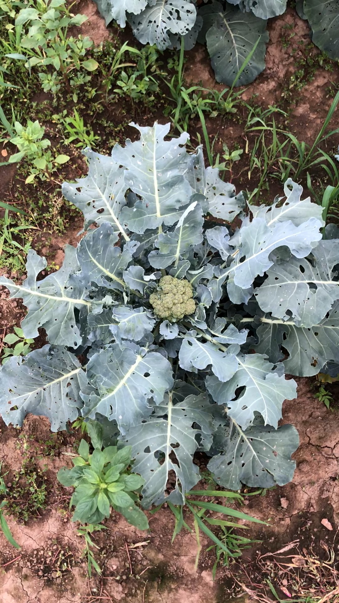 Vegetable Object Detection Dataset And Pre Trained Model By Programming Spot