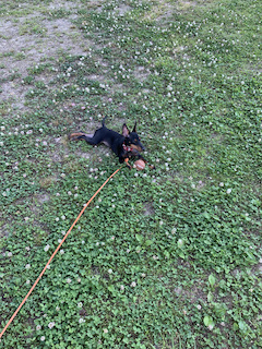 Cooper Object Detection Model by SHUN HIRAGA