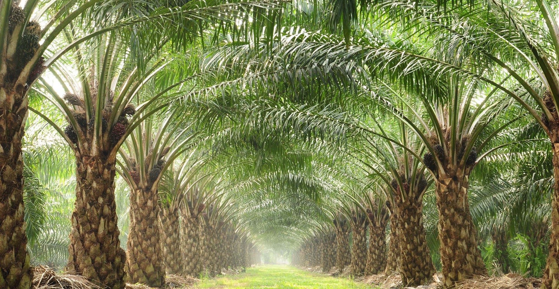 Oil Palm (oil-palm-p74ww) - Roboflow Universe