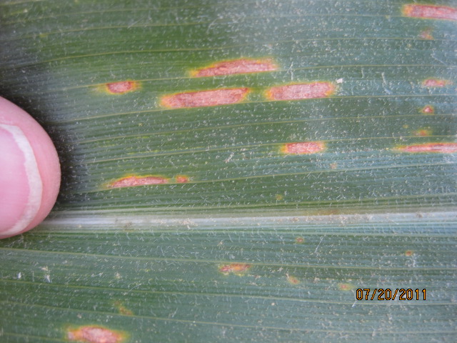 Corn Disease detection Object Detection Model by project