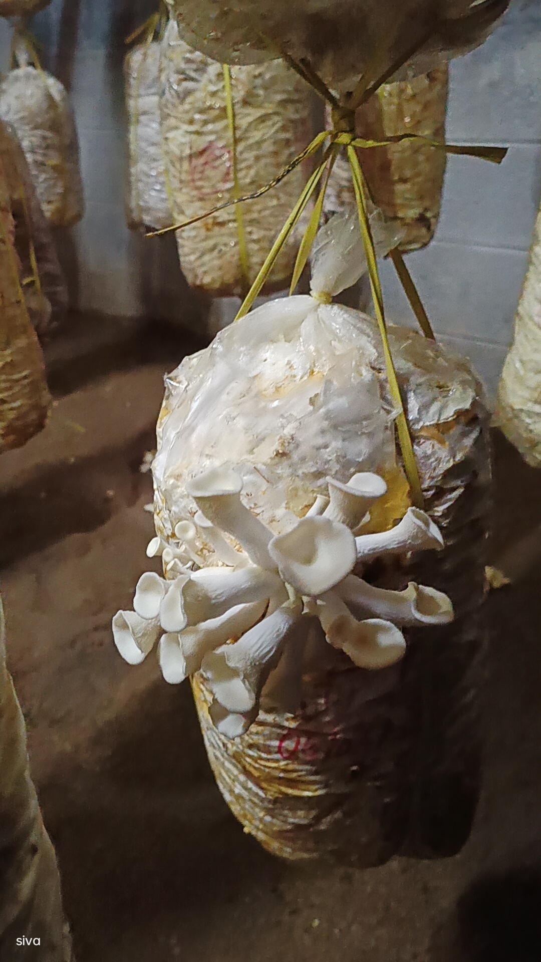 Oyster Mushroom Diseases Instance Segmentation Dataset by Thesis