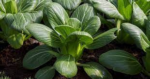 Pak-Choi Detect PestPatrol Object Detection Dataset by pechay disease