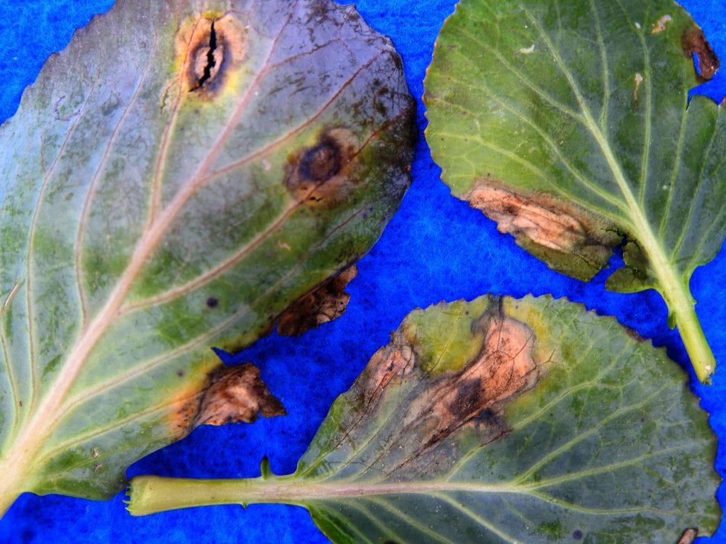 Pechay Disease Object Detection Dataset by pechay disease