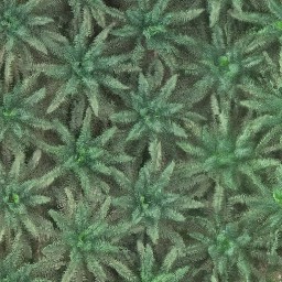 tree-palm-detection Object Detection Model by didi