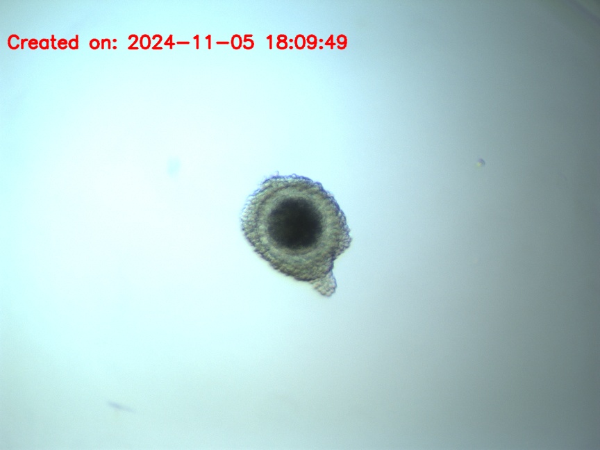 Coc Timelapse 2 Object Detection Dataset By Training