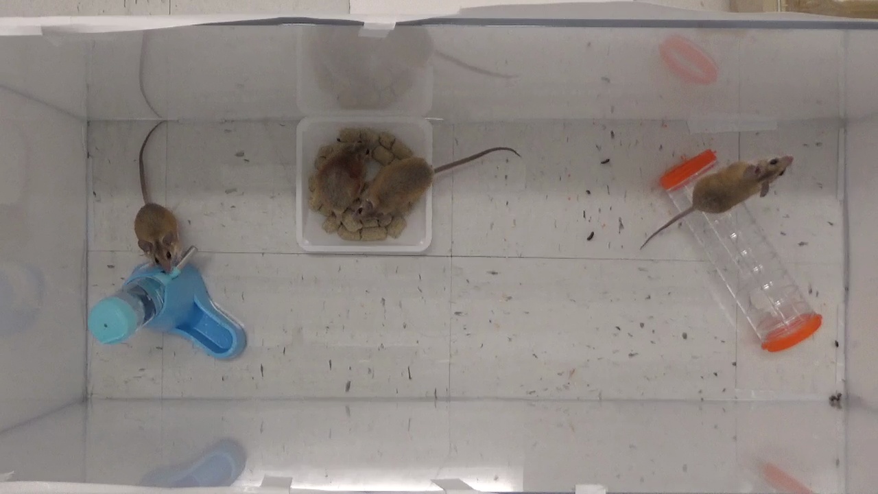 labgym pilot: group interactions Instance Segmentation Dataset by debho