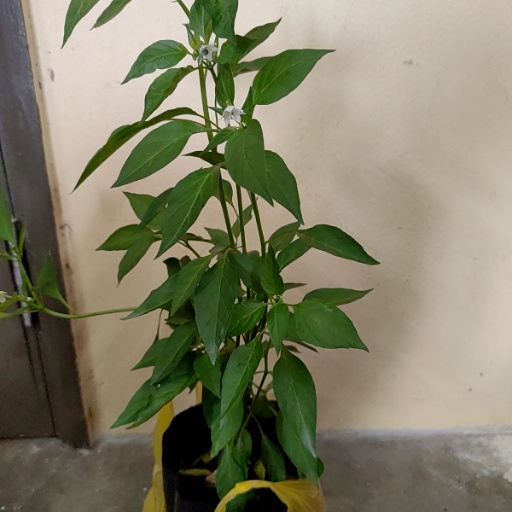 Plant Health Detector Object Detection Model by Kingston