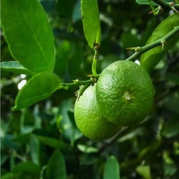 Lime Object Detection Dataset by new-workspace-8yesh