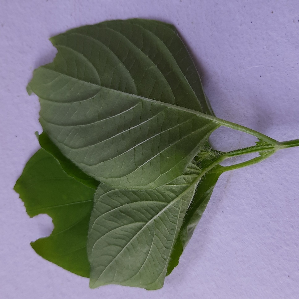 Logeshwaran - Roboflow Universe