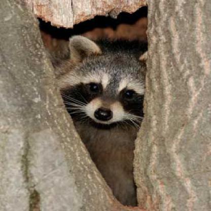 Raccoon_detection Object Detection Dataset by Robo