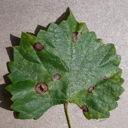 植物叶片 Object Detection Model (v1, 2025-04-26 10:42pm) by ON