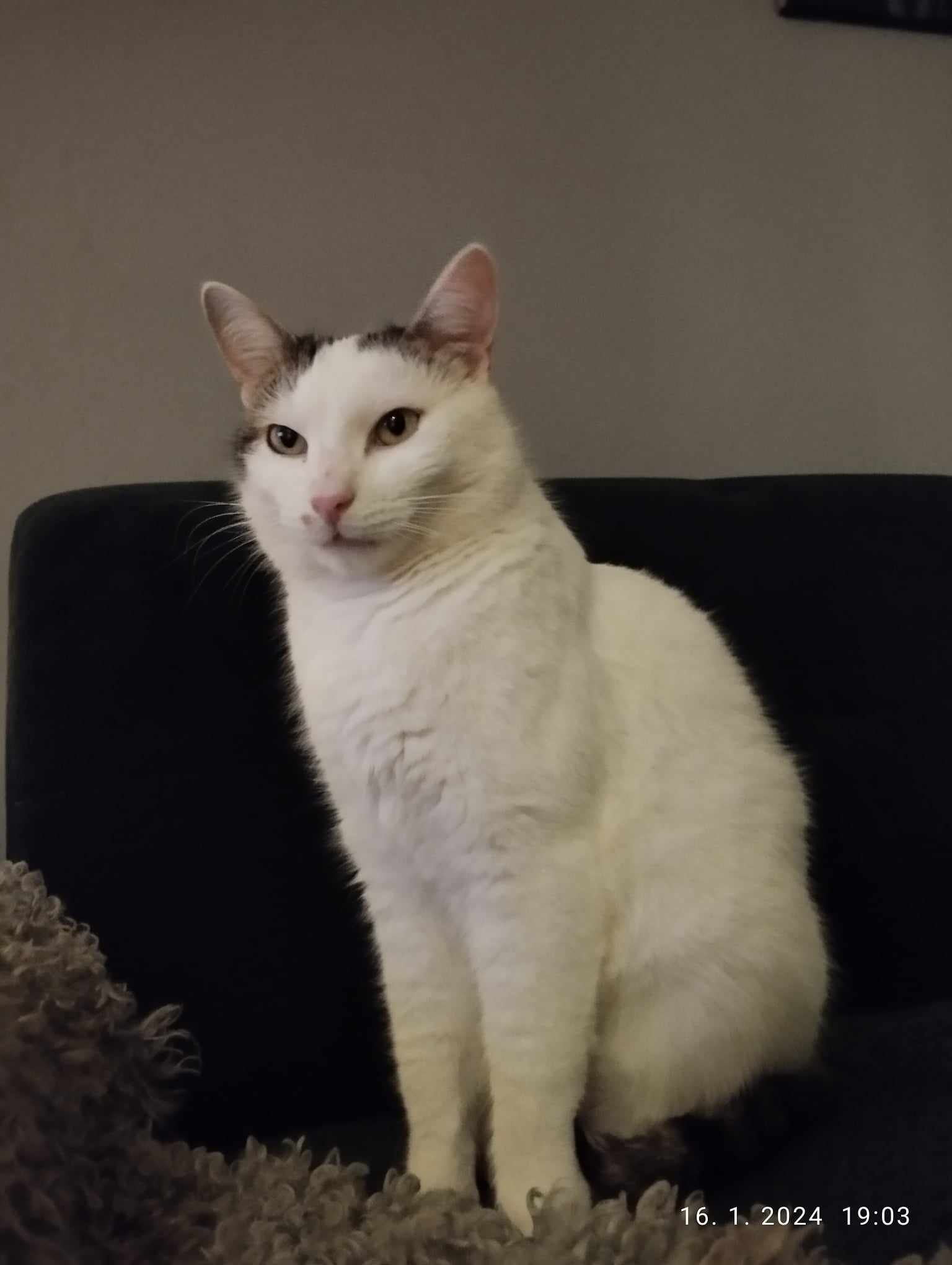 Cat names Object Detection Dataset and Pre-Trained Model by davon01