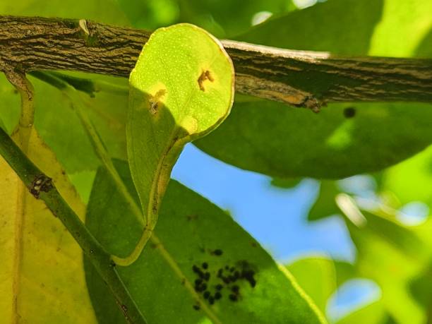 Random Plant Disease Classification Dataset by School
