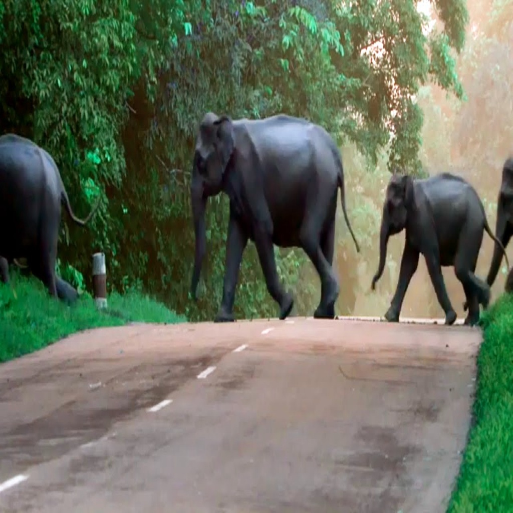 25-09-2023 NEW Object Detection Dataset by elephants