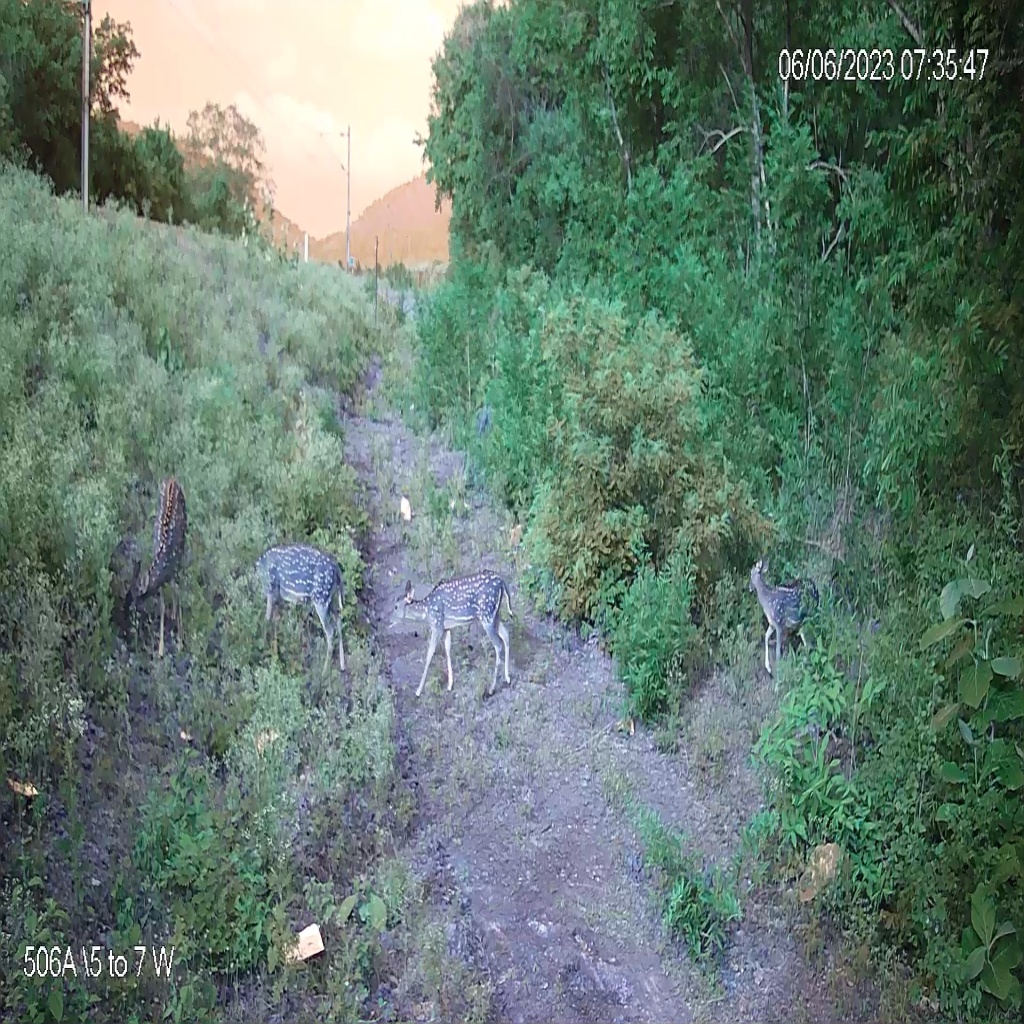 2 SET- PERSON ADDED Object Detection Dataset by elephants