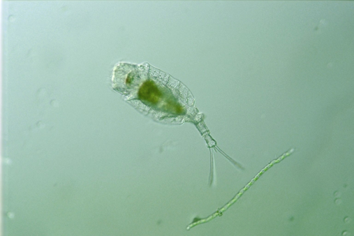 Emds7 G050 Object Detection Dataset V2 2023 10 26 7 53am By Omdena Detecting Micro In Water