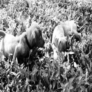 Assign3 Greyscale, Equalised and reduced res Classification Dataset and ...