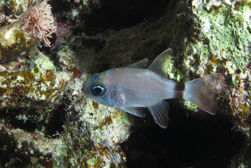 yolo-fish Object Detection Dataset by yolo