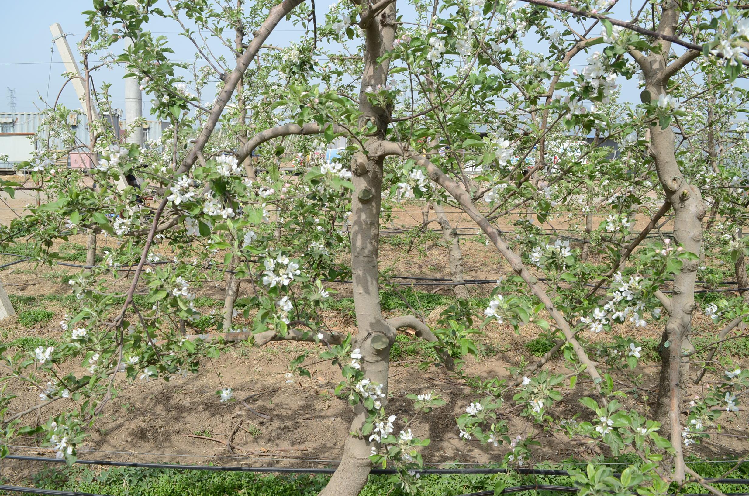 apple-flowers Instance Segmentation Dataset and Pre-Trained Model by beerobot