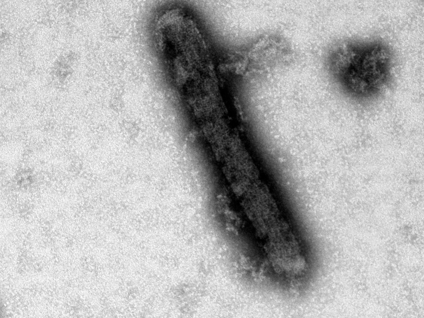 yolo Object Detection Dataset by segconversion