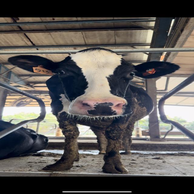 How to Use the cattle Object Detection API