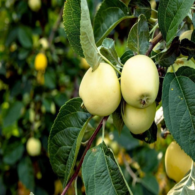 apple Object Detection Model by ROBOFLOW