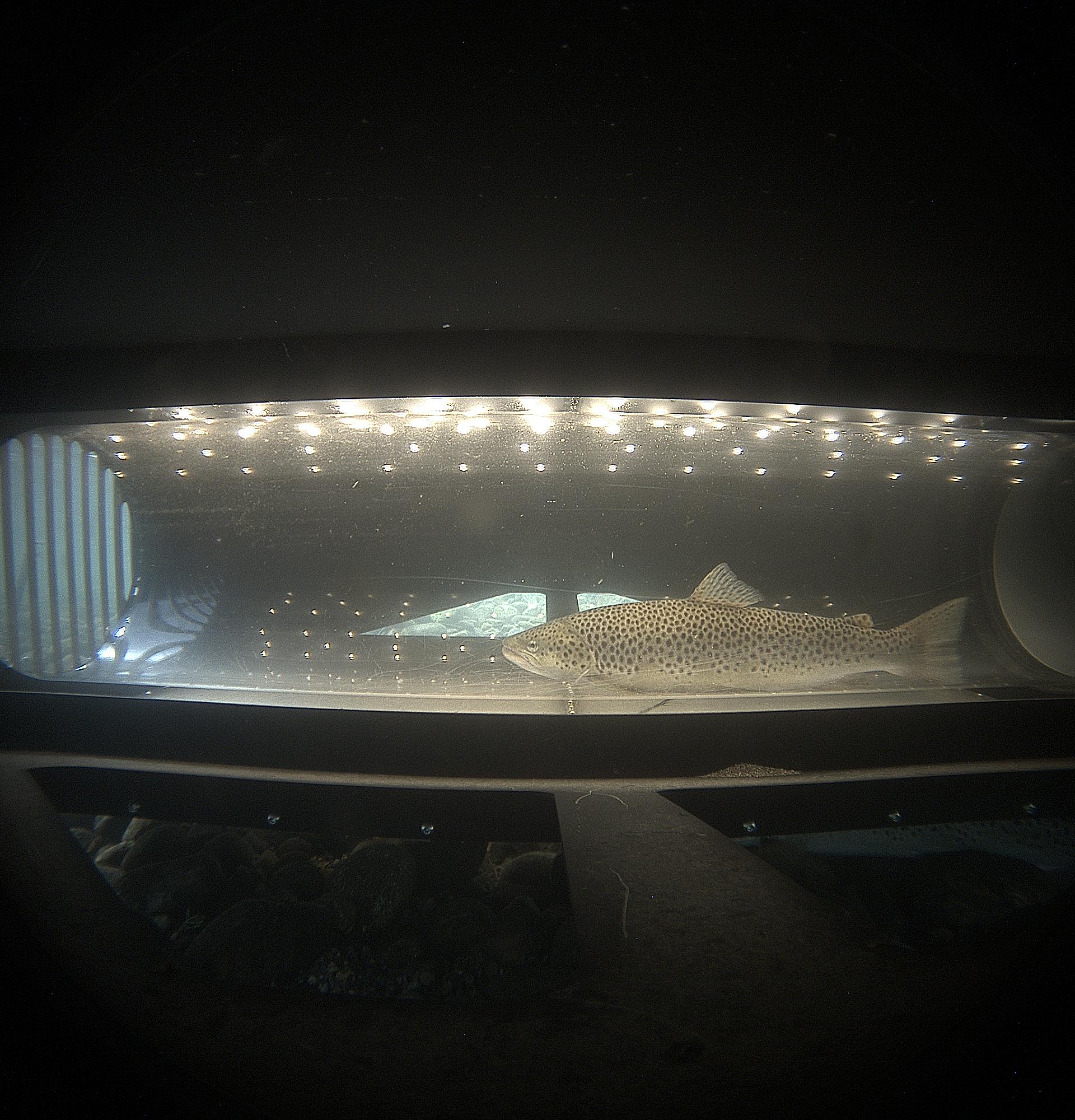 Fish Segment Instance Segmentation Dataset by Aditya Gupta