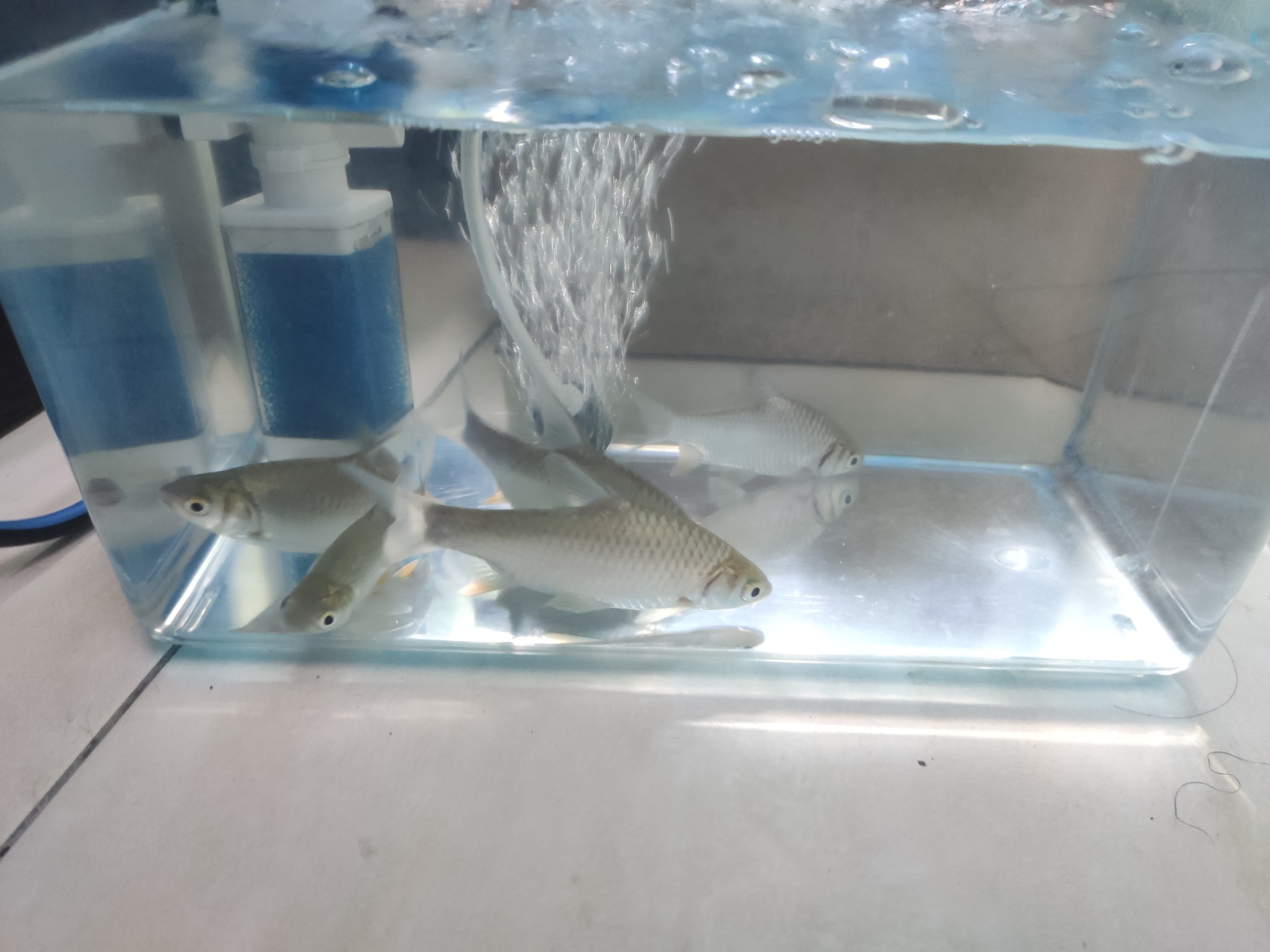 AquaSmart - Roboflow Universe