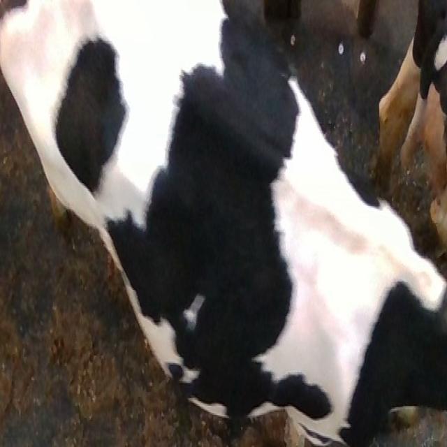 cows segmentation Instance Segmentation Dataset by zxxzxzx