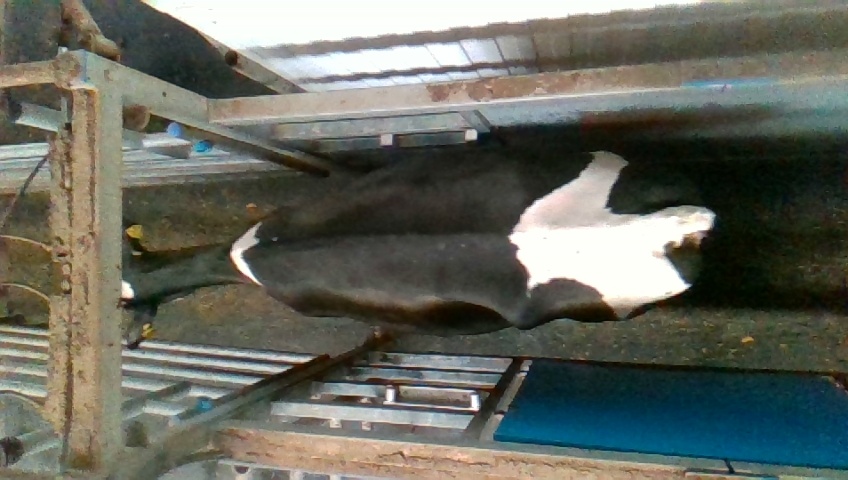 ideal_imgs_cow_dot Keypoint Detection Dataset by zxxzxzx