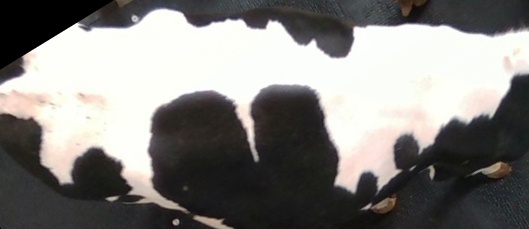 ideal_imgs_cow_dot 2 Keypoint Detection Dataset by zxxzxzx